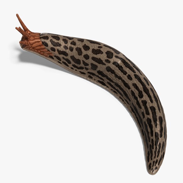 Spotted Slug 3D model - TurboSquid 2044528