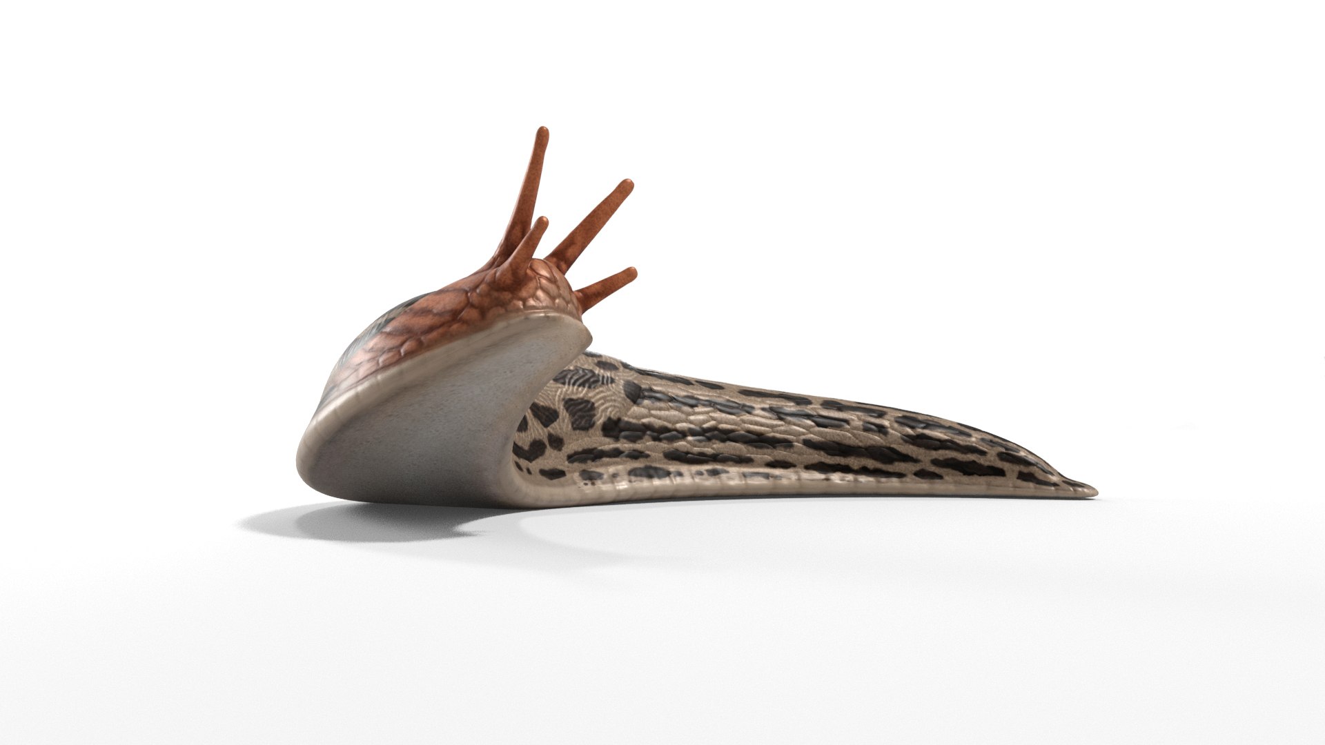 Spotted Slug 3D Model - TurboSquid 2044528