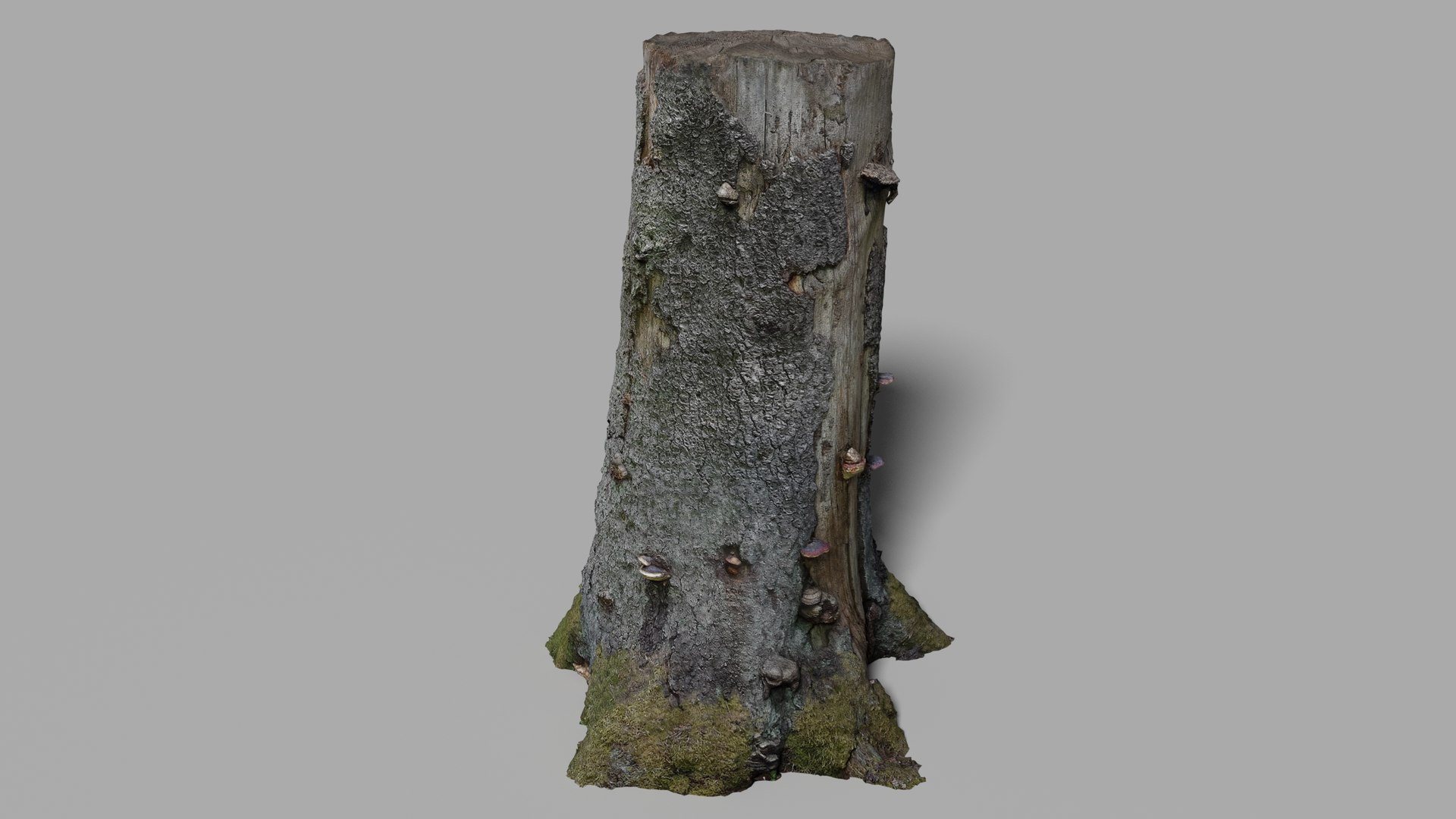 Large Stump 3D Model - TurboSquid 1292503