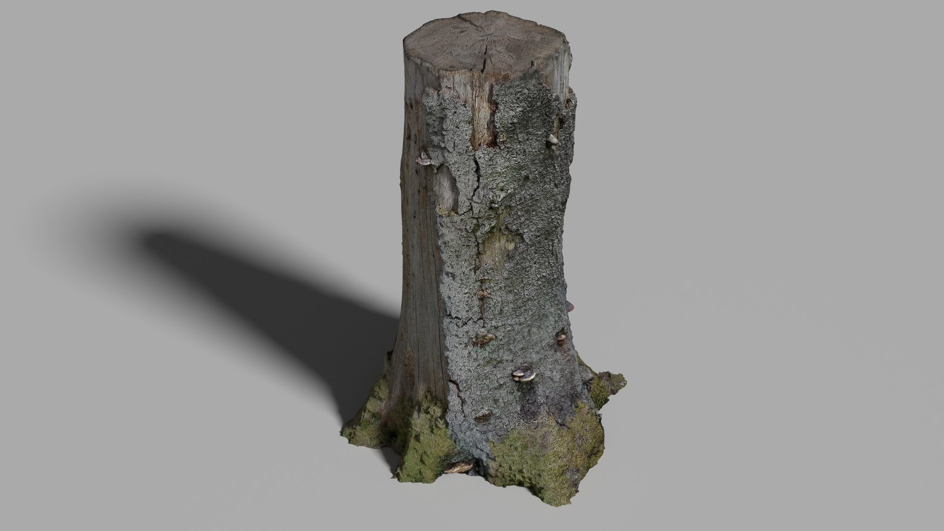 Large Stump 3D Model - TurboSquid 1292503