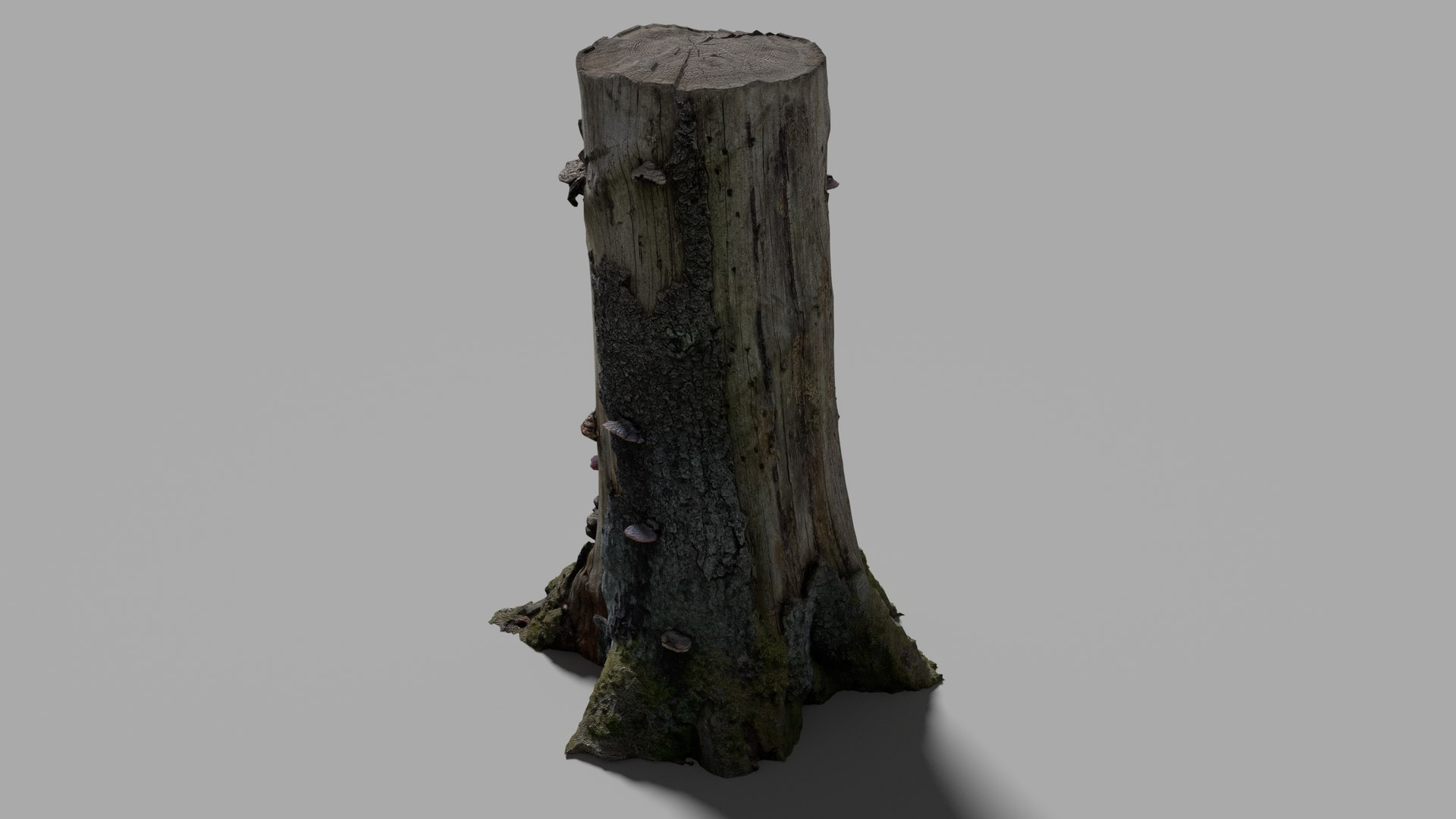 Large Stump 3D Model - TurboSquid 1292503