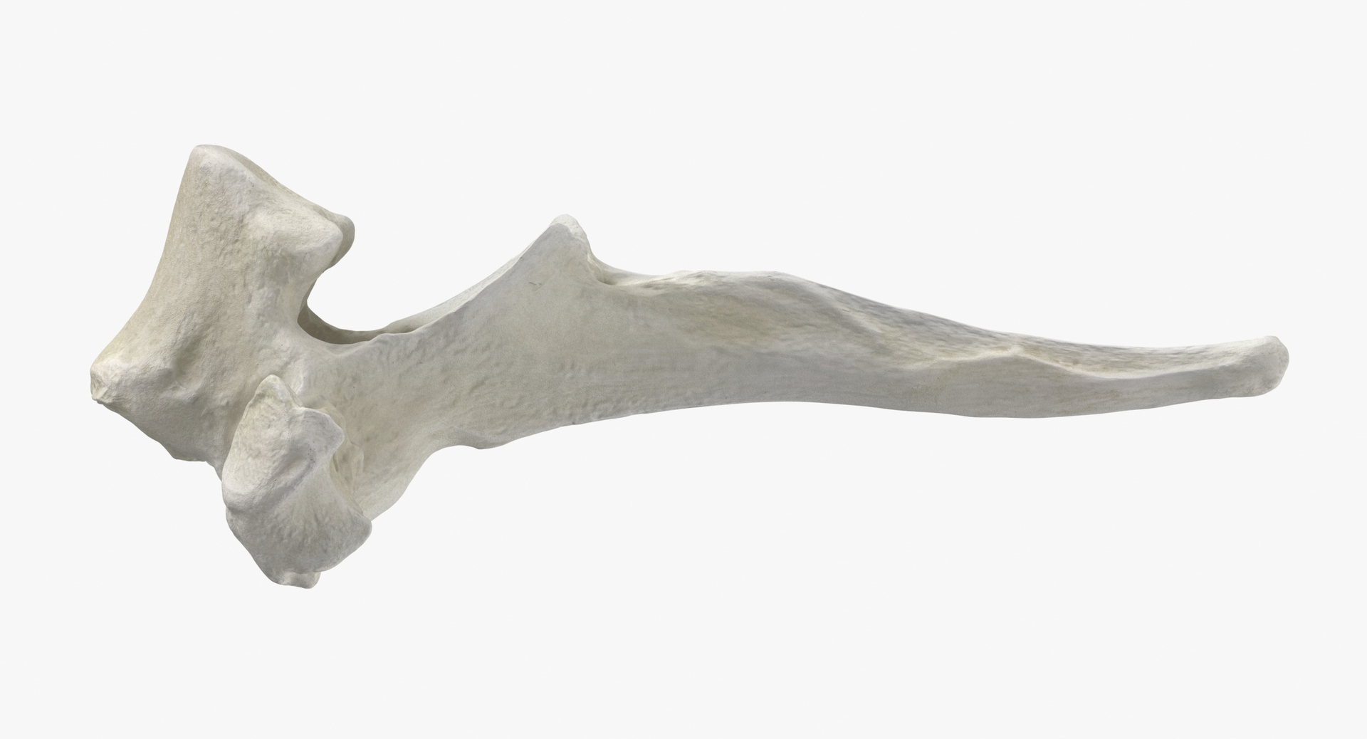 3D Domestic Cat Thoracic Vertebrae TH5 Model - TurboSquid 1849339