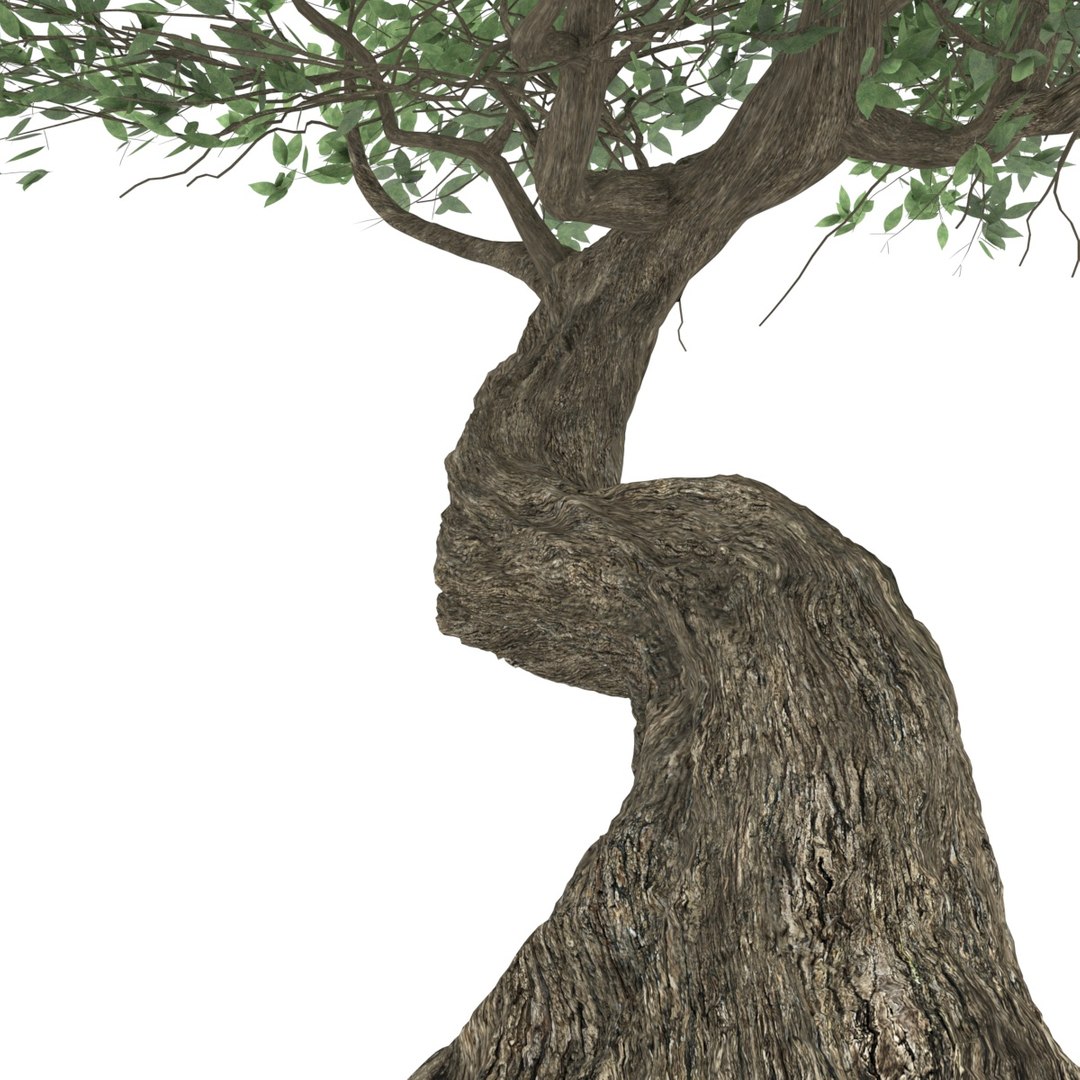3D Tree Twisted Old - TurboSquid 1351543