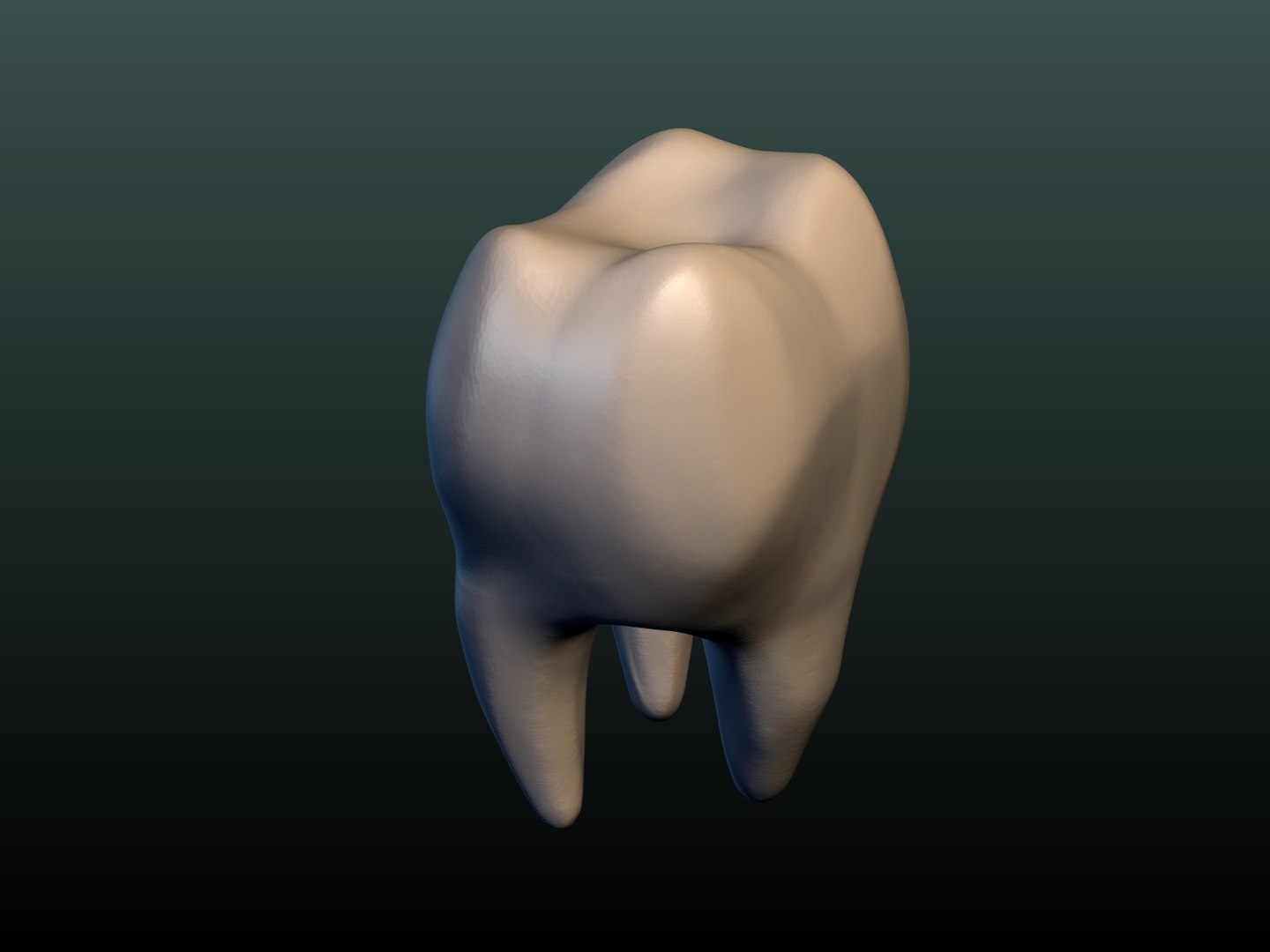 Tooth 3D Model - TurboSquid 1269379