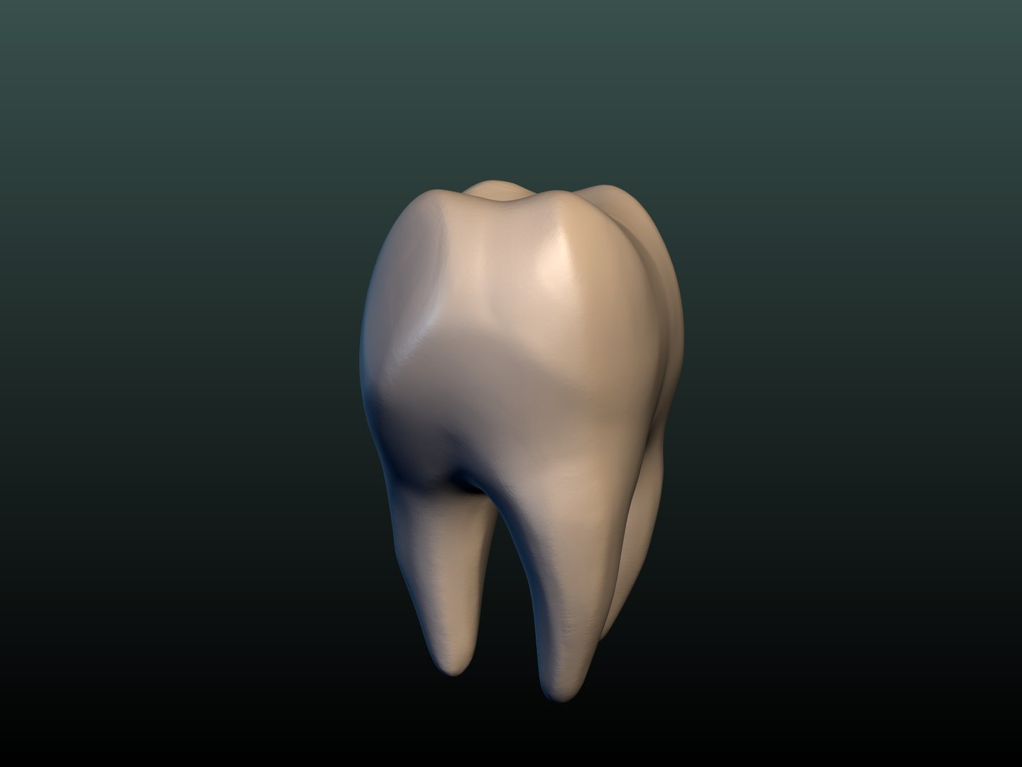 Tooth 3D Model - TurboSquid 1269379