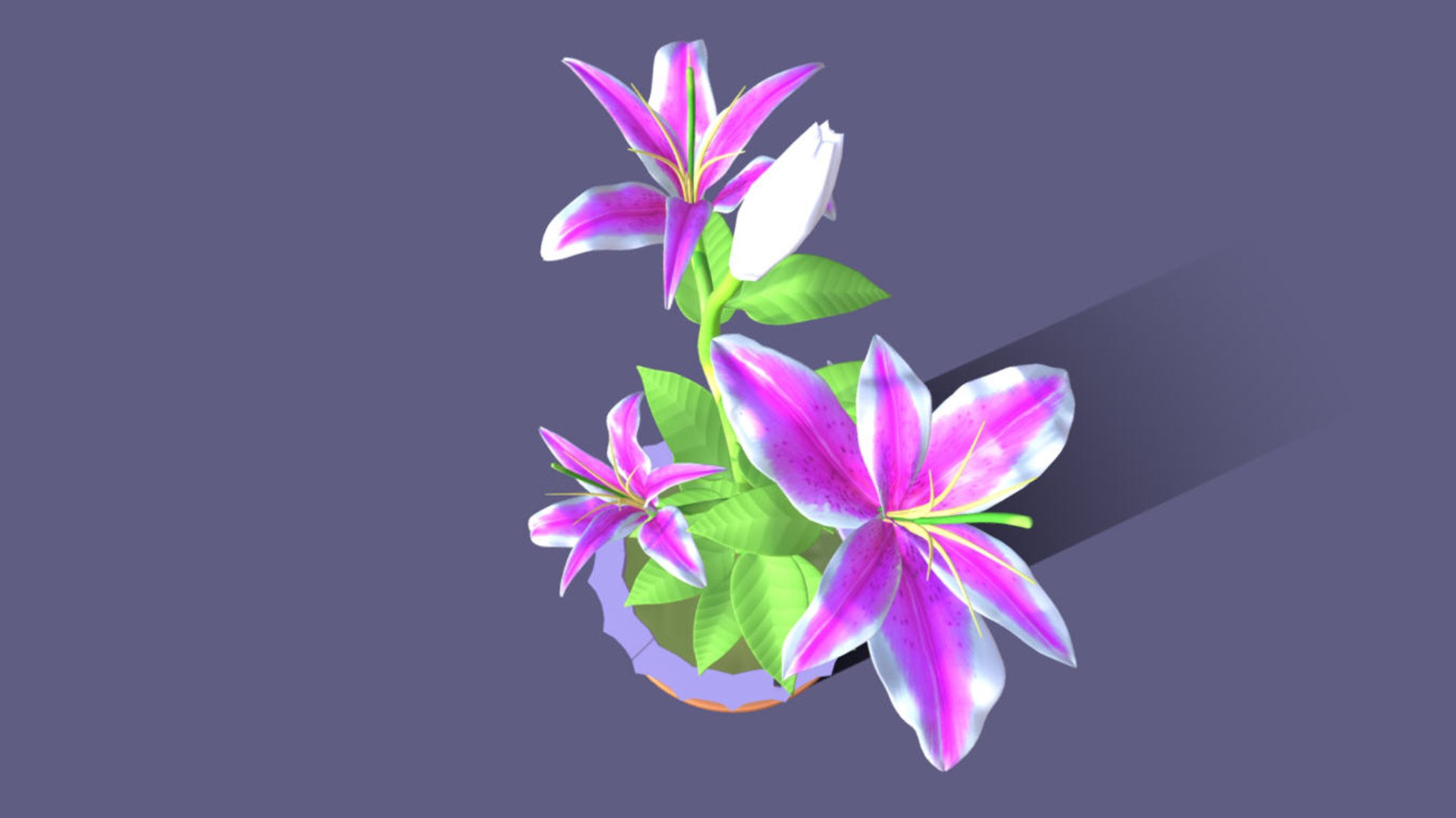 3D Flower Star Gazer Lily - TurboSquid 2067817