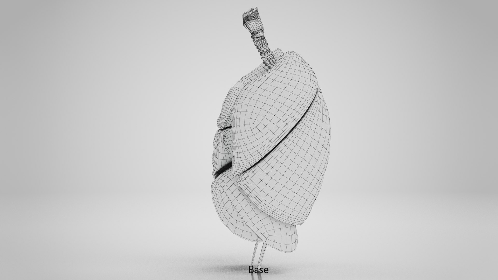 3D Human Lungs With Diaphragm Model - TurboSquid 1847823