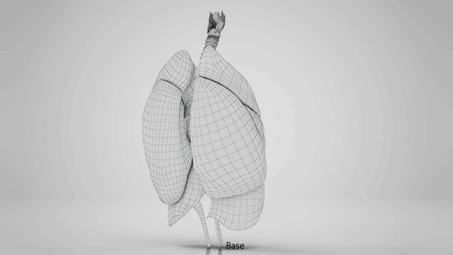 3D Human Lungs With Diaphragm Model - TurboSquid 1847823