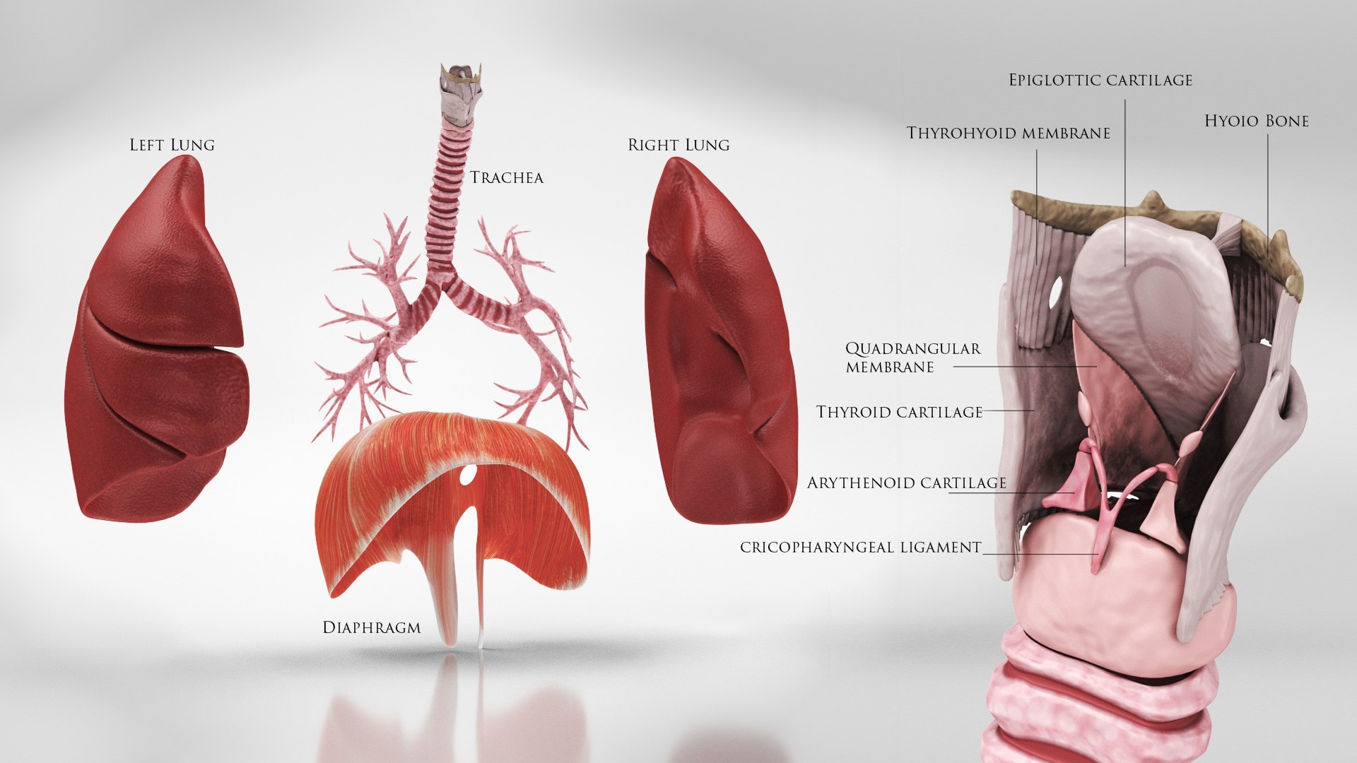 3D Human Lungs With Diaphragm Model - TurboSquid 1847823