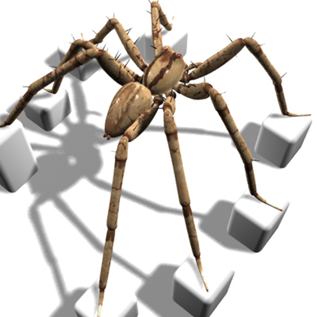 3d Model Wolf Spider