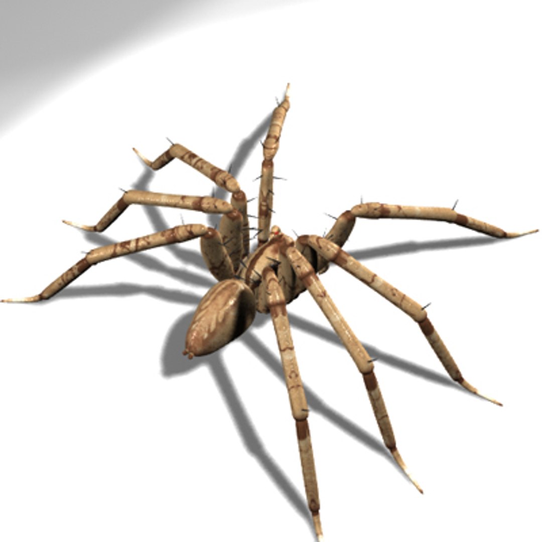 3d Model Wolf Spider