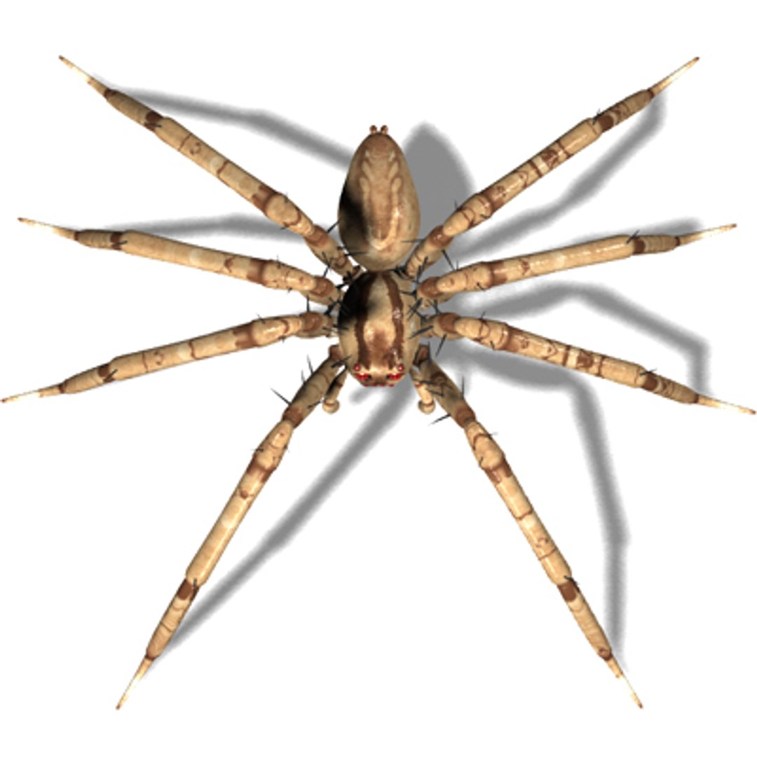 3d Model Wolf Spider