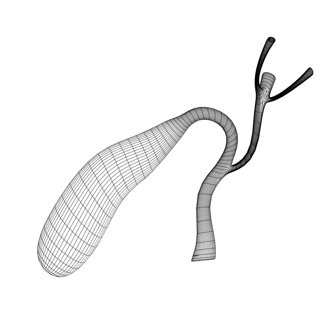 3ds max human gall bladder anatomy