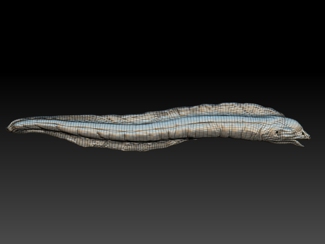 moray eel 3d model