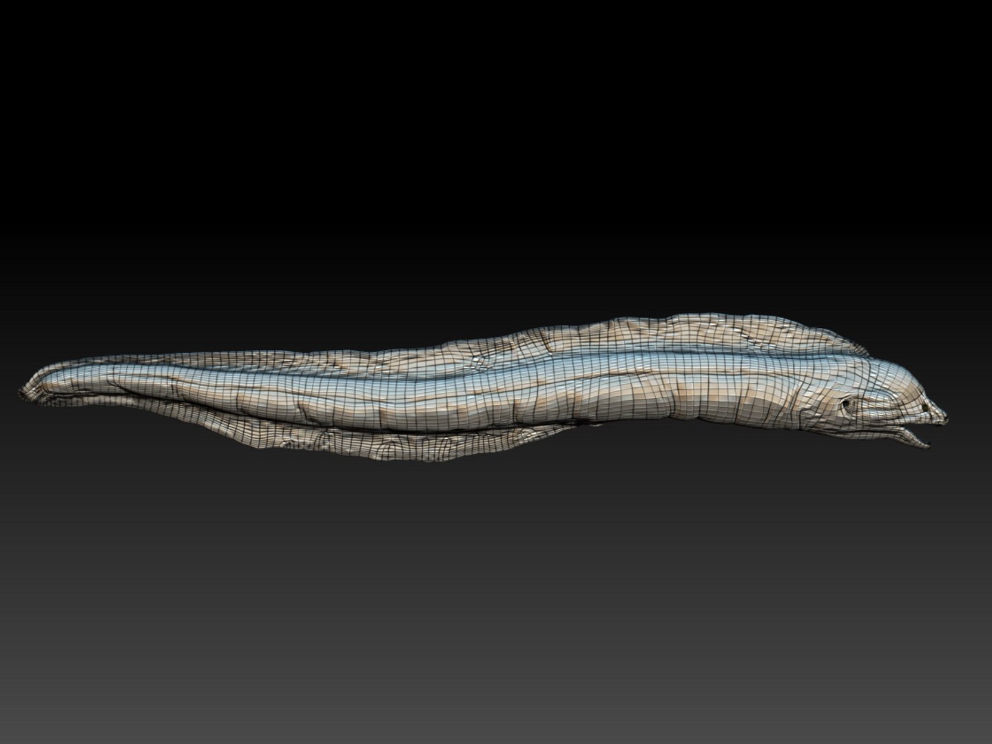 Moray Eel 3d Model