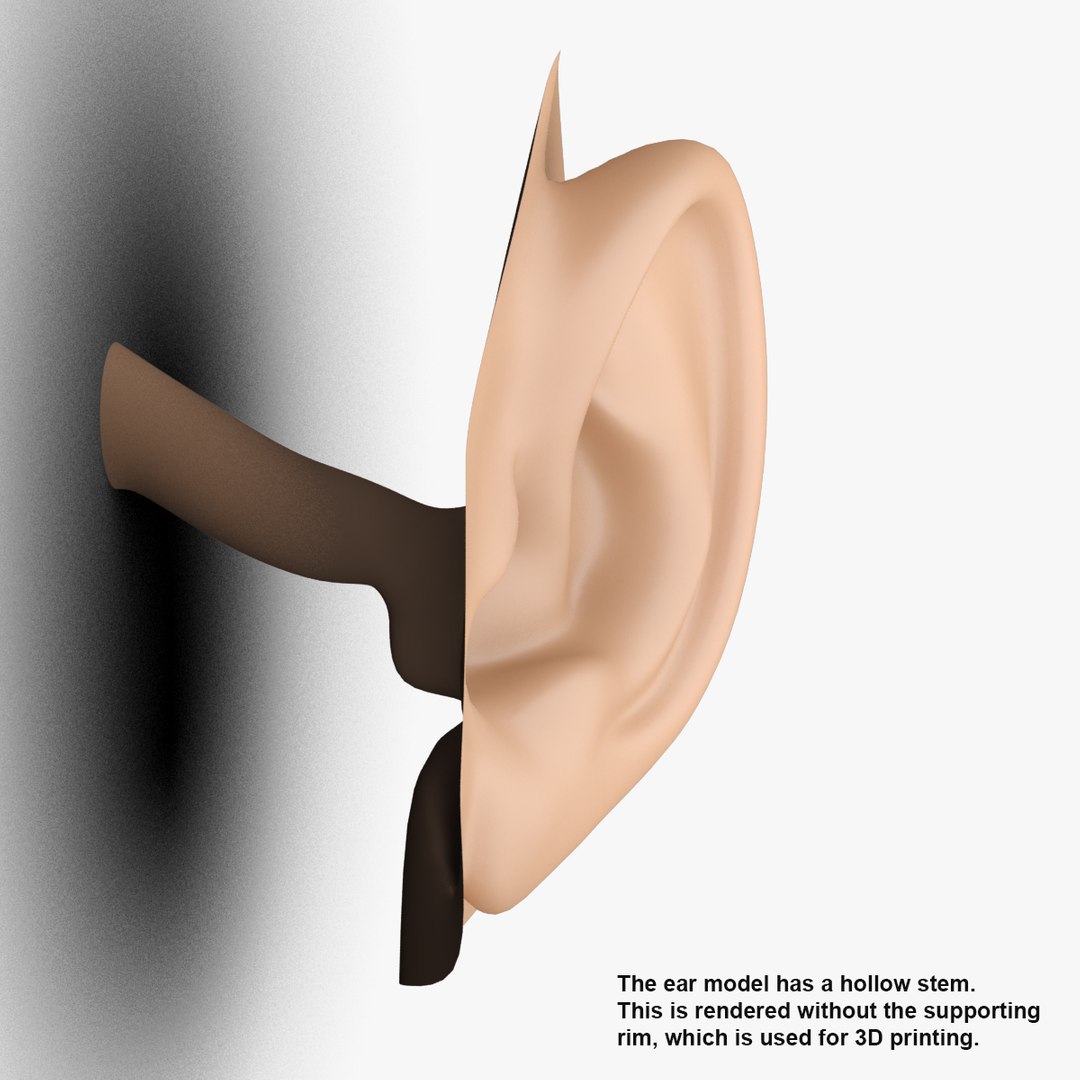 3ds Realistic Human Ear Printing