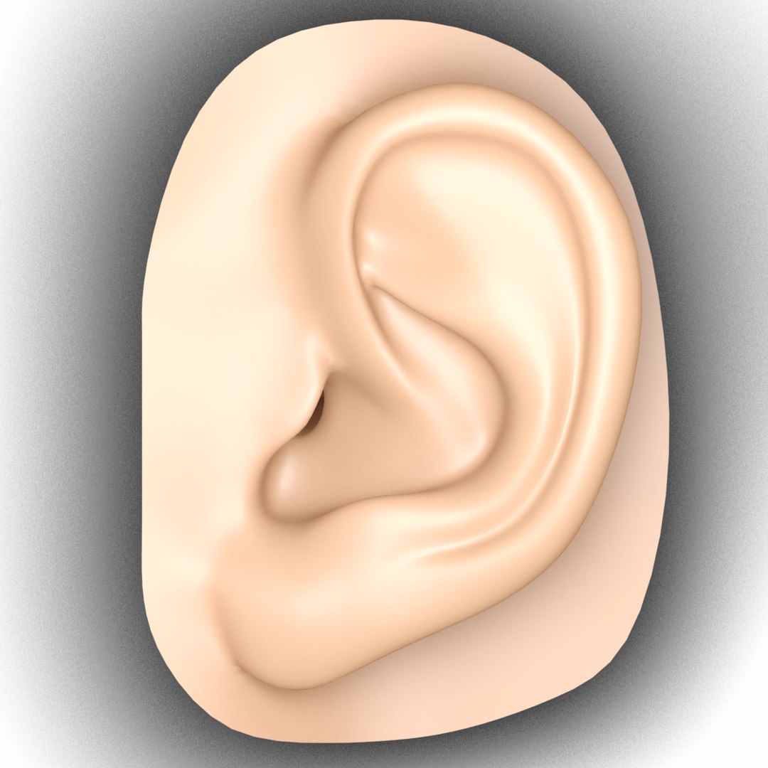 3ds Realistic Human Ear Printing