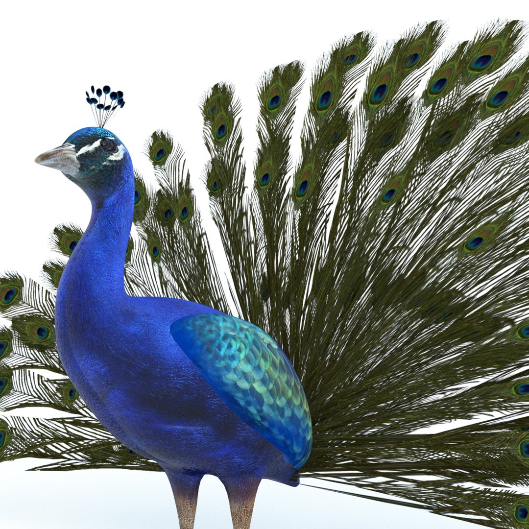 Peacock Model - TurboSquid 1314782