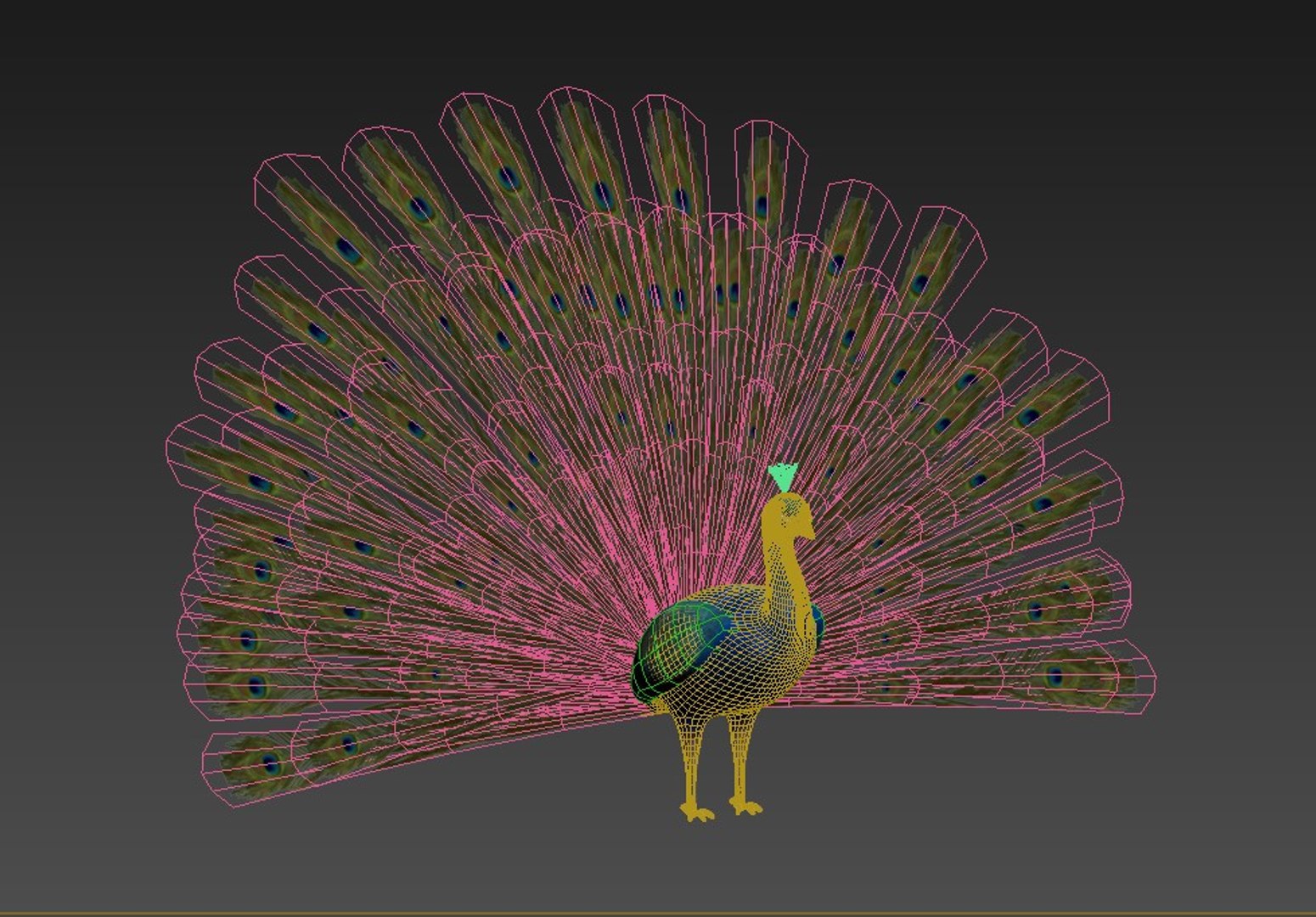Peacock Model - TurboSquid 1314782