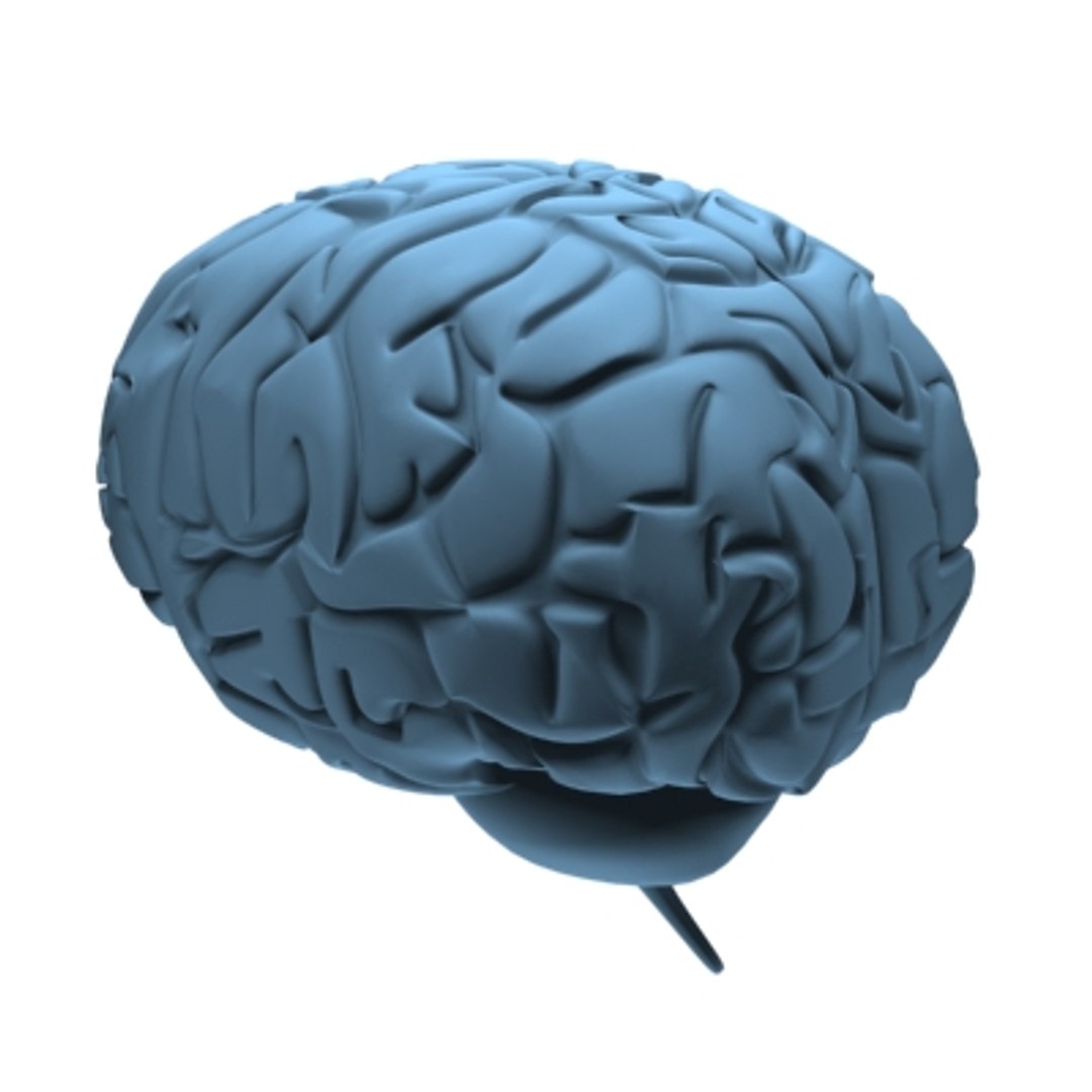 brain cerebellum 3d model