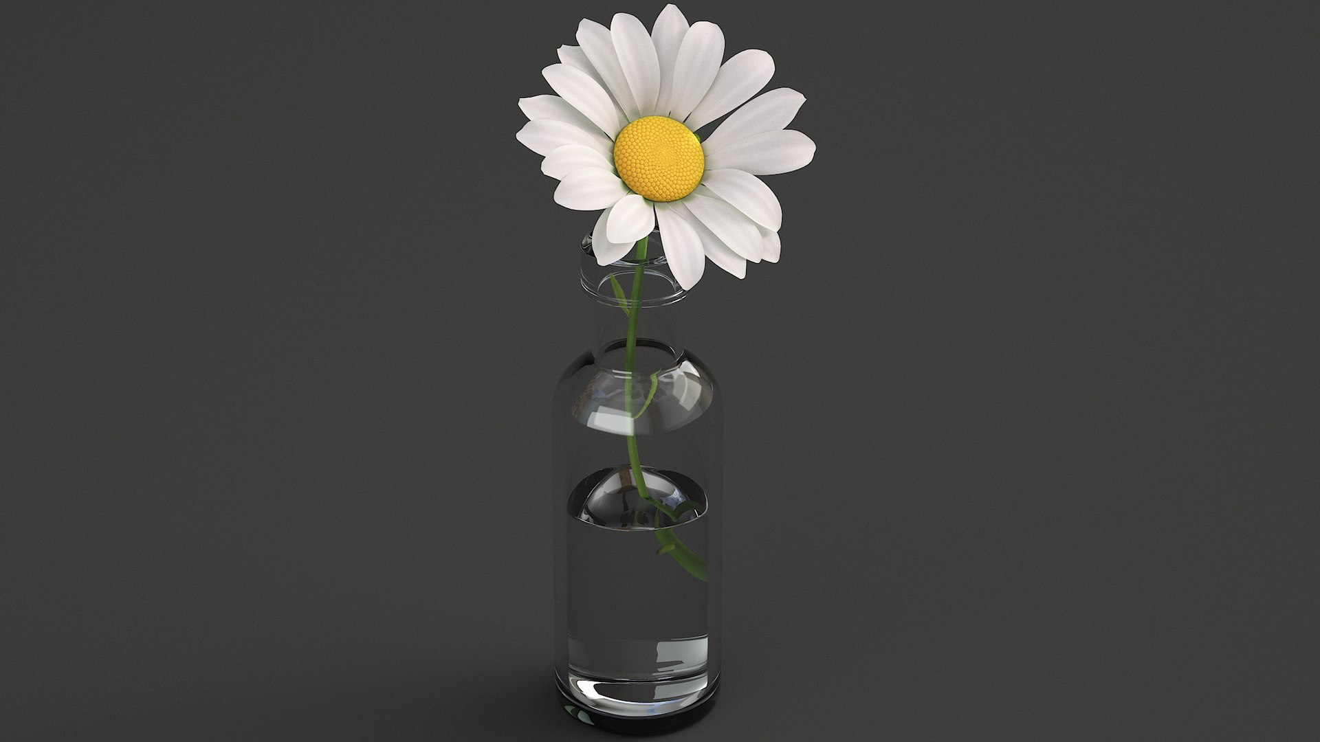 Chamomile 3D Model - TurboSquid 1600142
