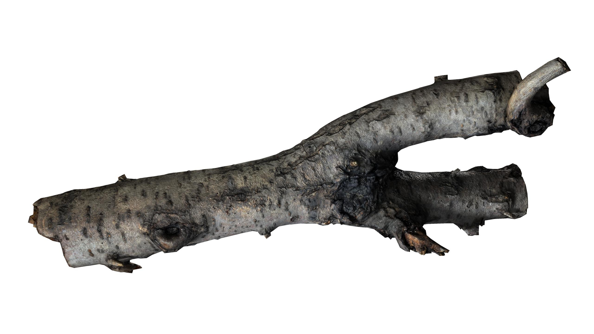 3d Branch Rotten Wood