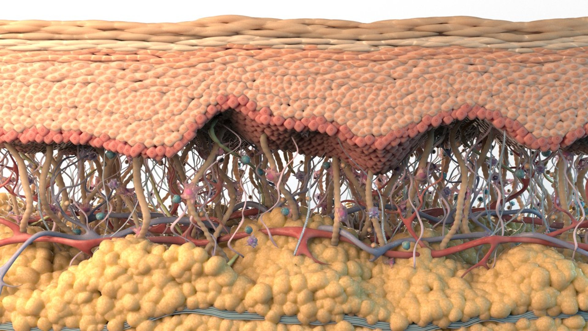 3D Skin Cancer Cells - TurboSquid 1412955
