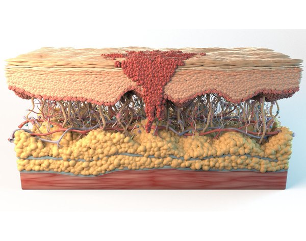 Integumentary System 3D Models for Download | TurboSquid