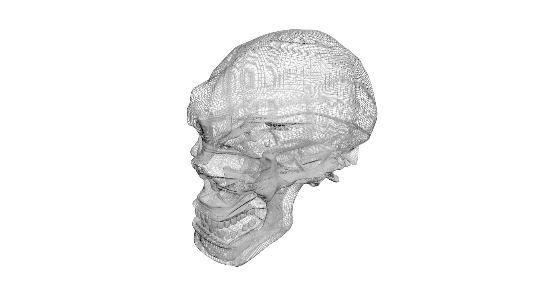 3D Human Skull - TurboSquid 1922115