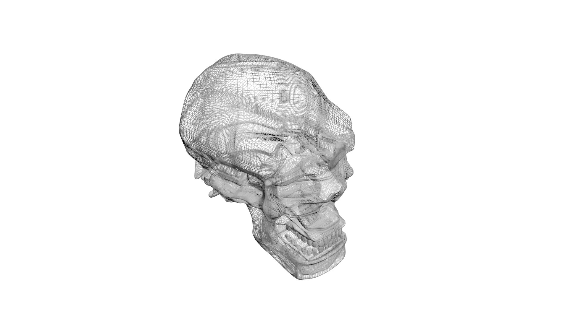 3D Human Skull - TurboSquid 1922115