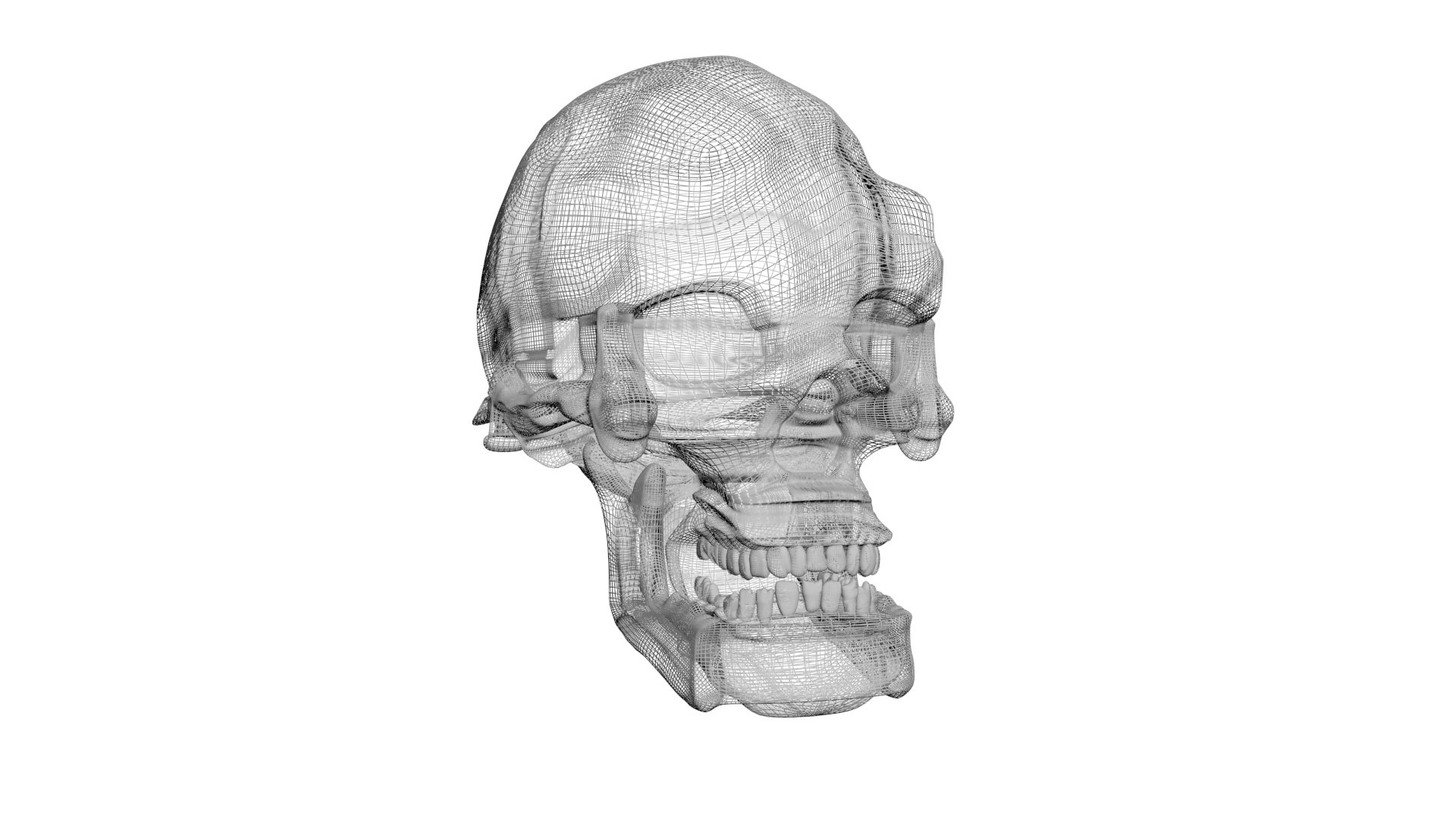 3D Human Skull - TurboSquid 1922115