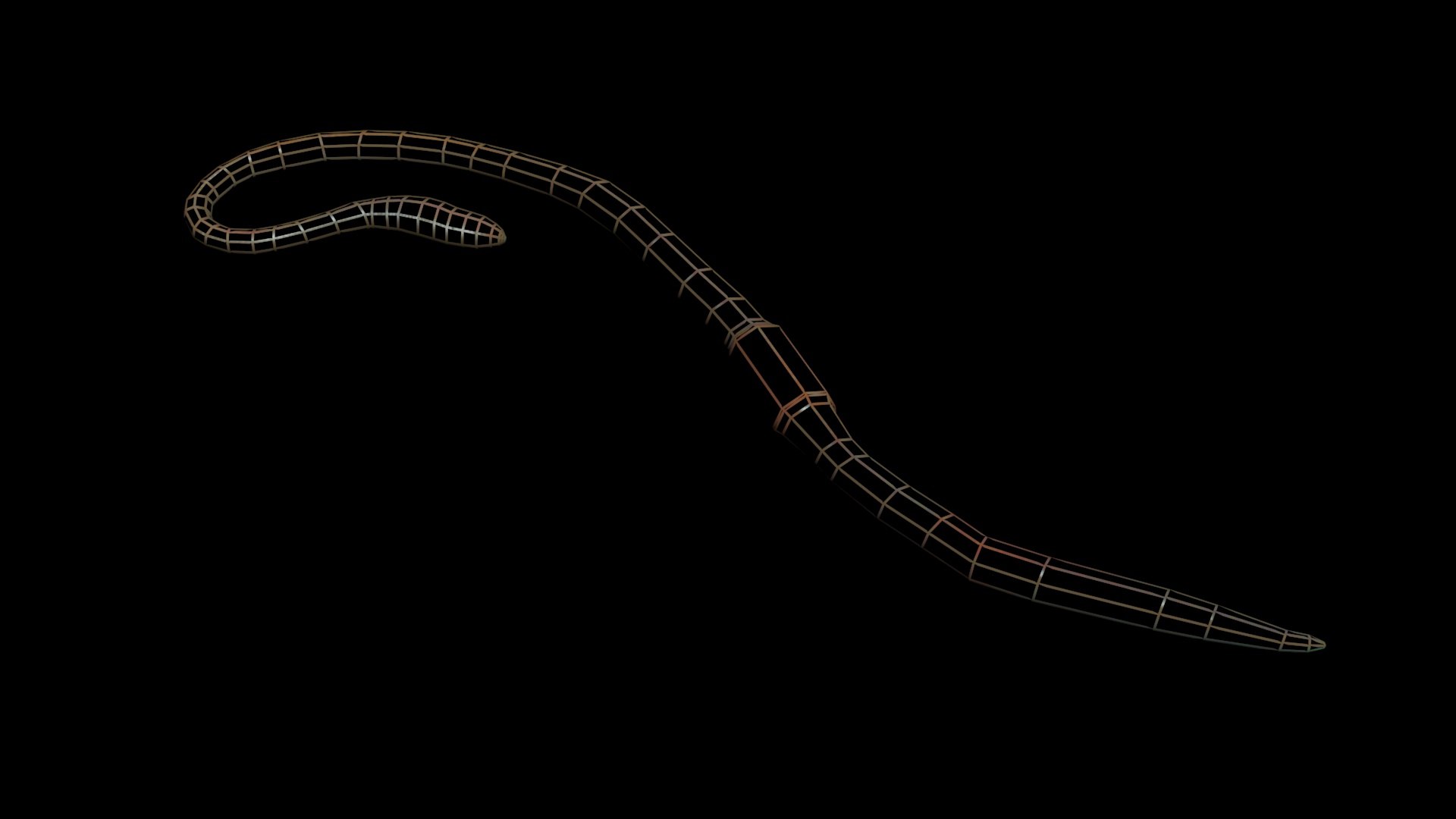 3d Model Of Worm