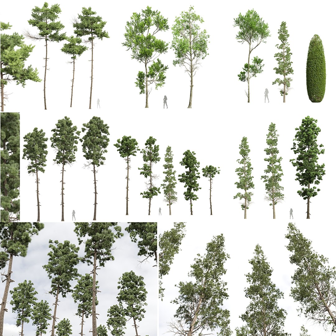 6Different SETS Of Tree Set Vol 29 3D Model - TurboSquid 2205092
