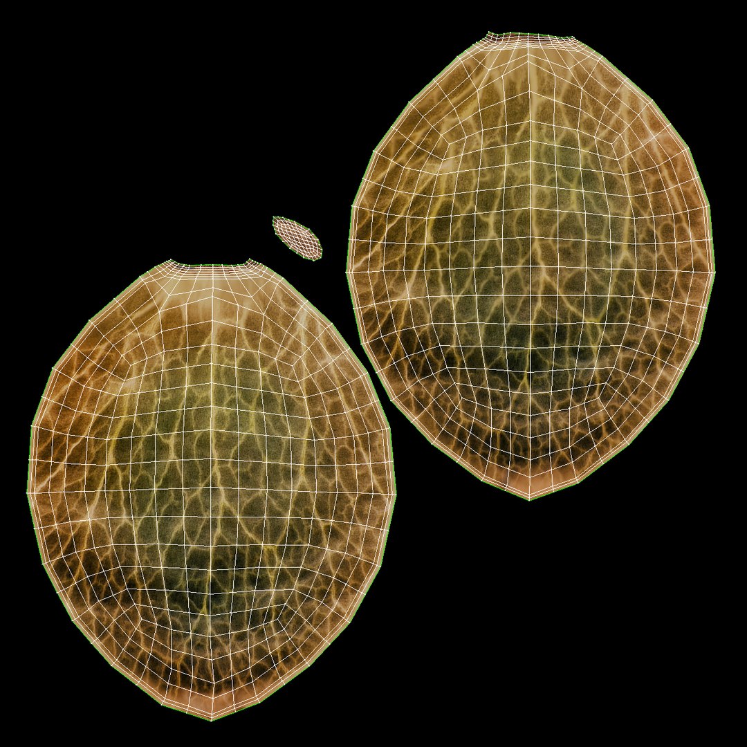 Cannabis Seed Model - TurboSquid 1956501