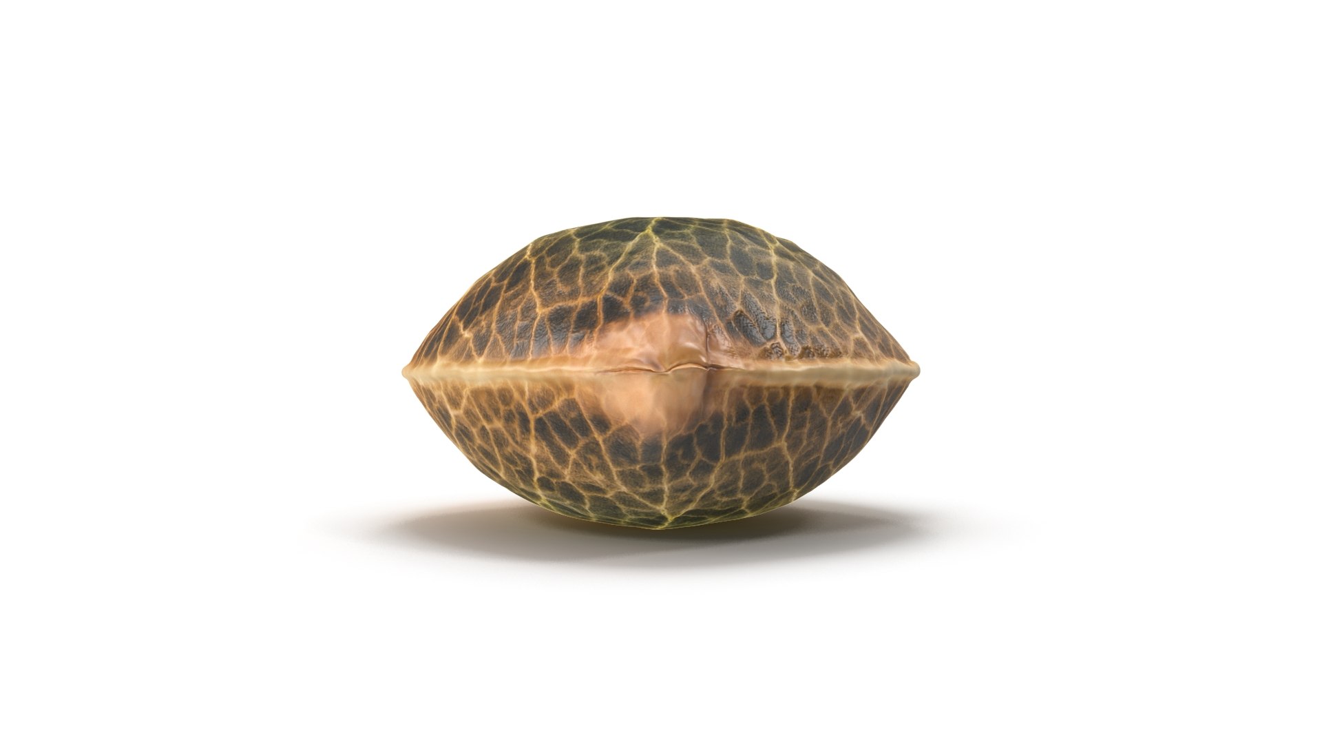 Cannabis Seed Model - TurboSquid 1956501