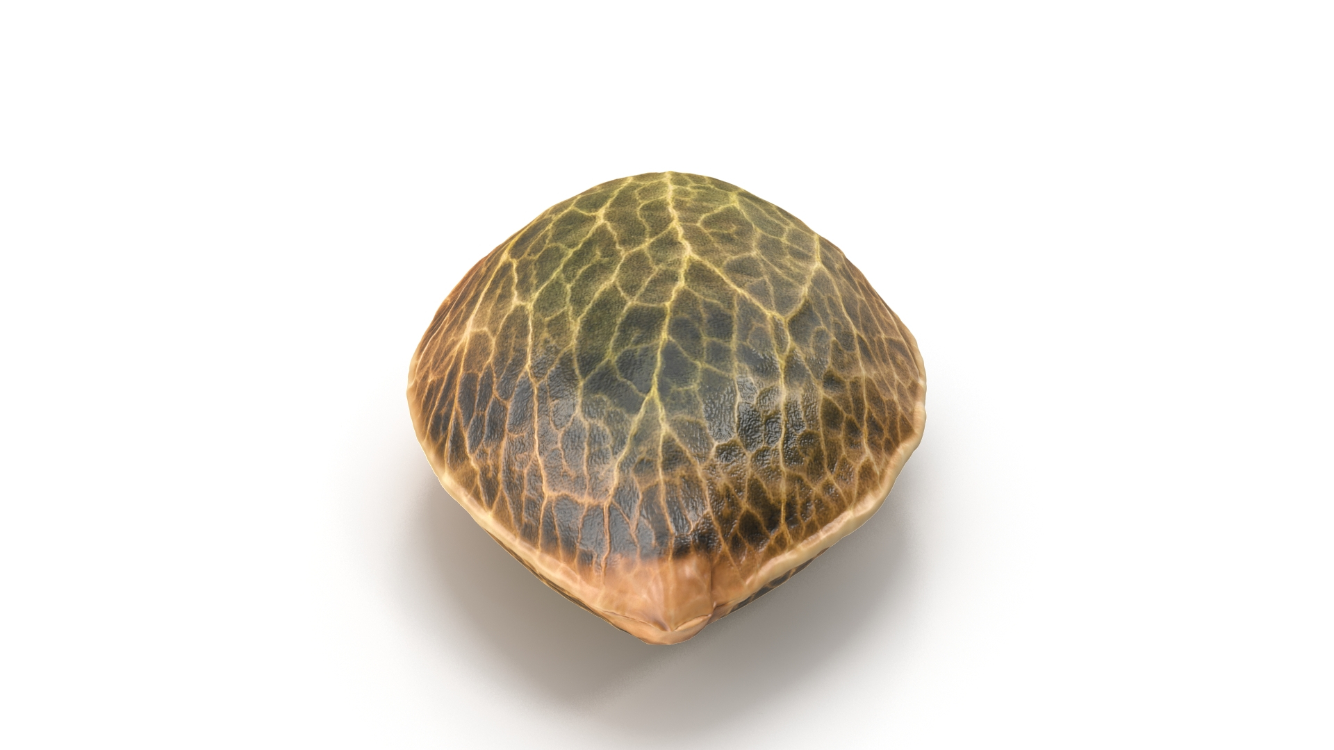 Cannabis Seed Model - TurboSquid 1956501