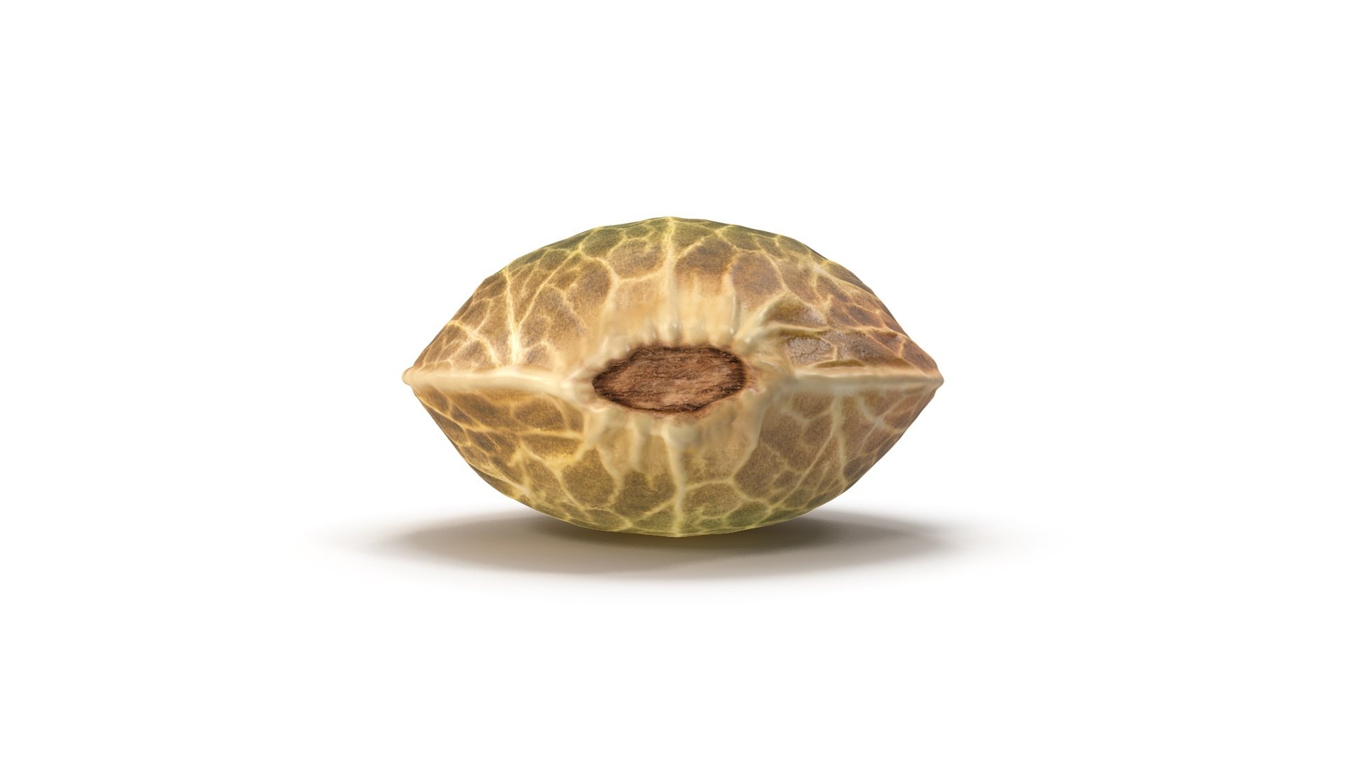 Cannabis Seed Model - TurboSquid 1956501