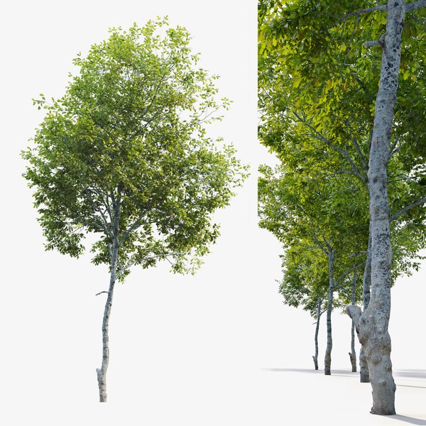 3D model Oak Tree 3 - TurboSquid 1947824