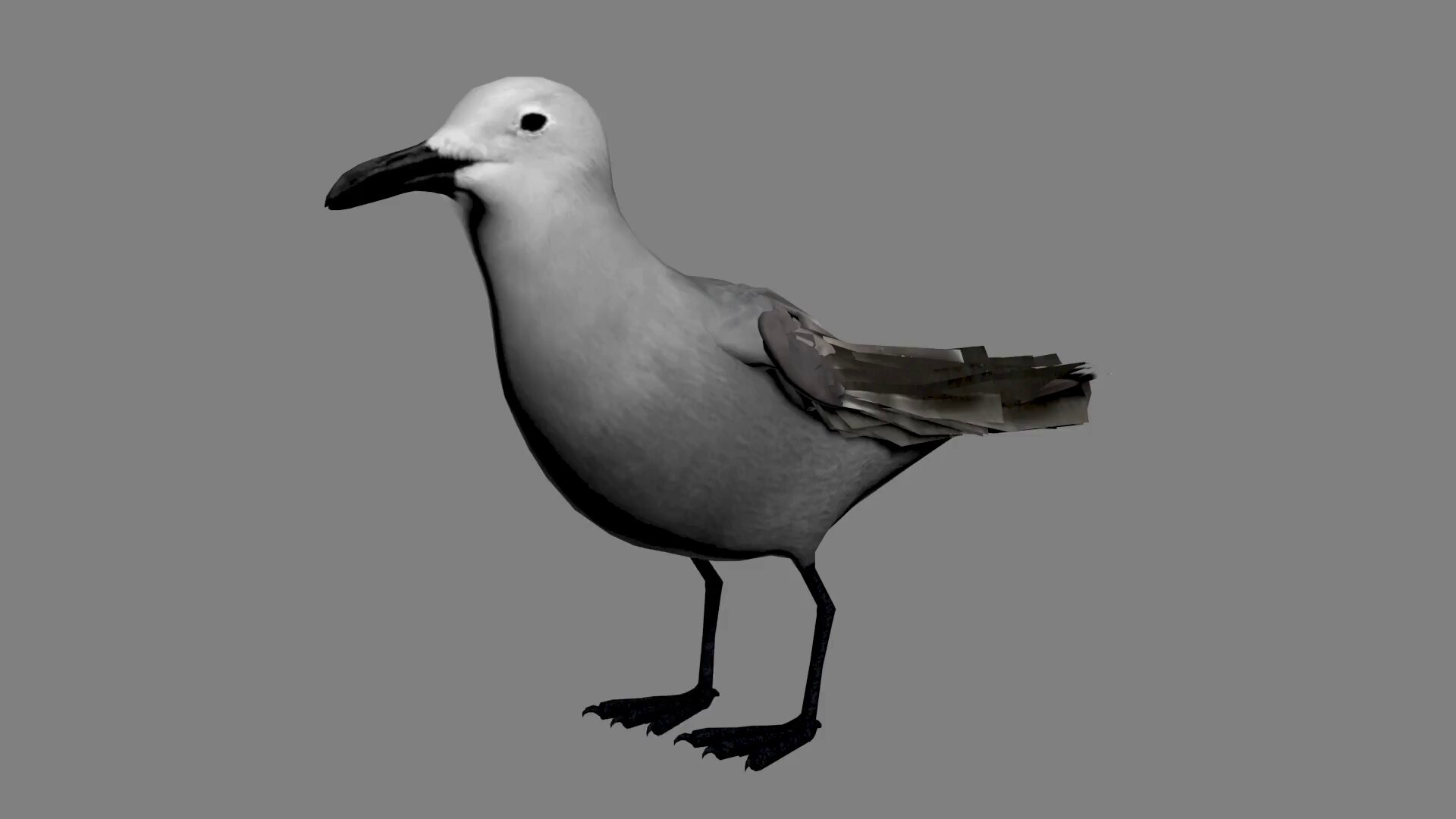 Gaviota Garuma 3D Model - TurboSquid 2142114