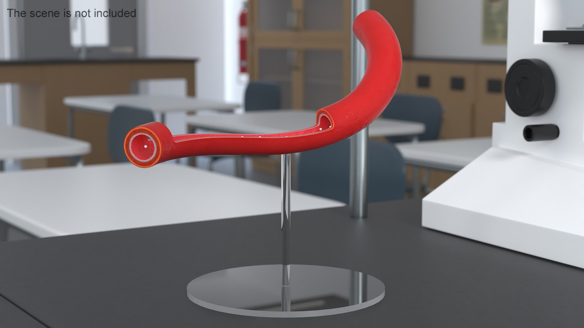 3D Model Human Artery Anatomy Cross Section - TurboSquid 2330134