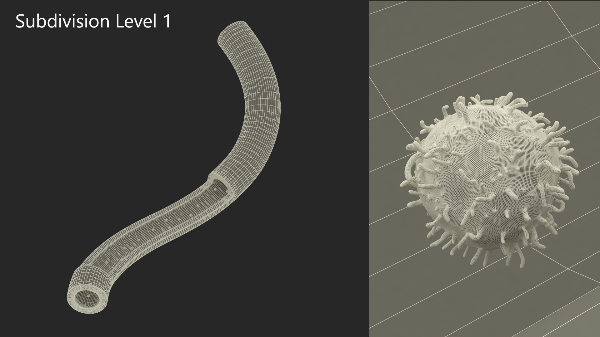 3D Model Human Artery Anatomy Cross Section - TurboSquid 2330134