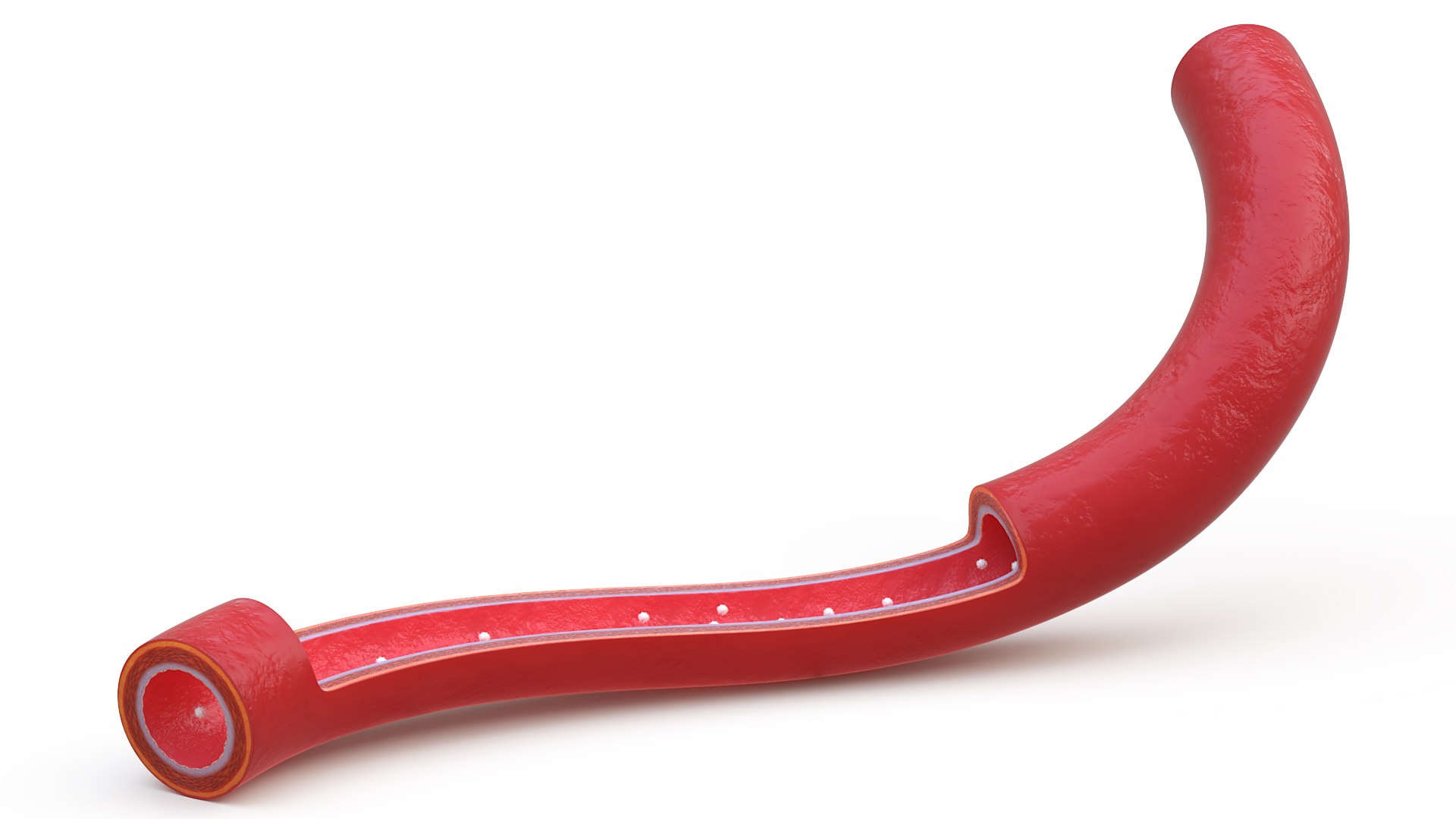 3D Model Human Artery Anatomy Cross Section - TurboSquid 2330134