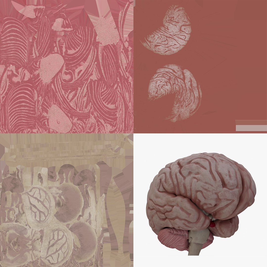 4K Realistic Brain 3D Model - TurboSquid 2099700