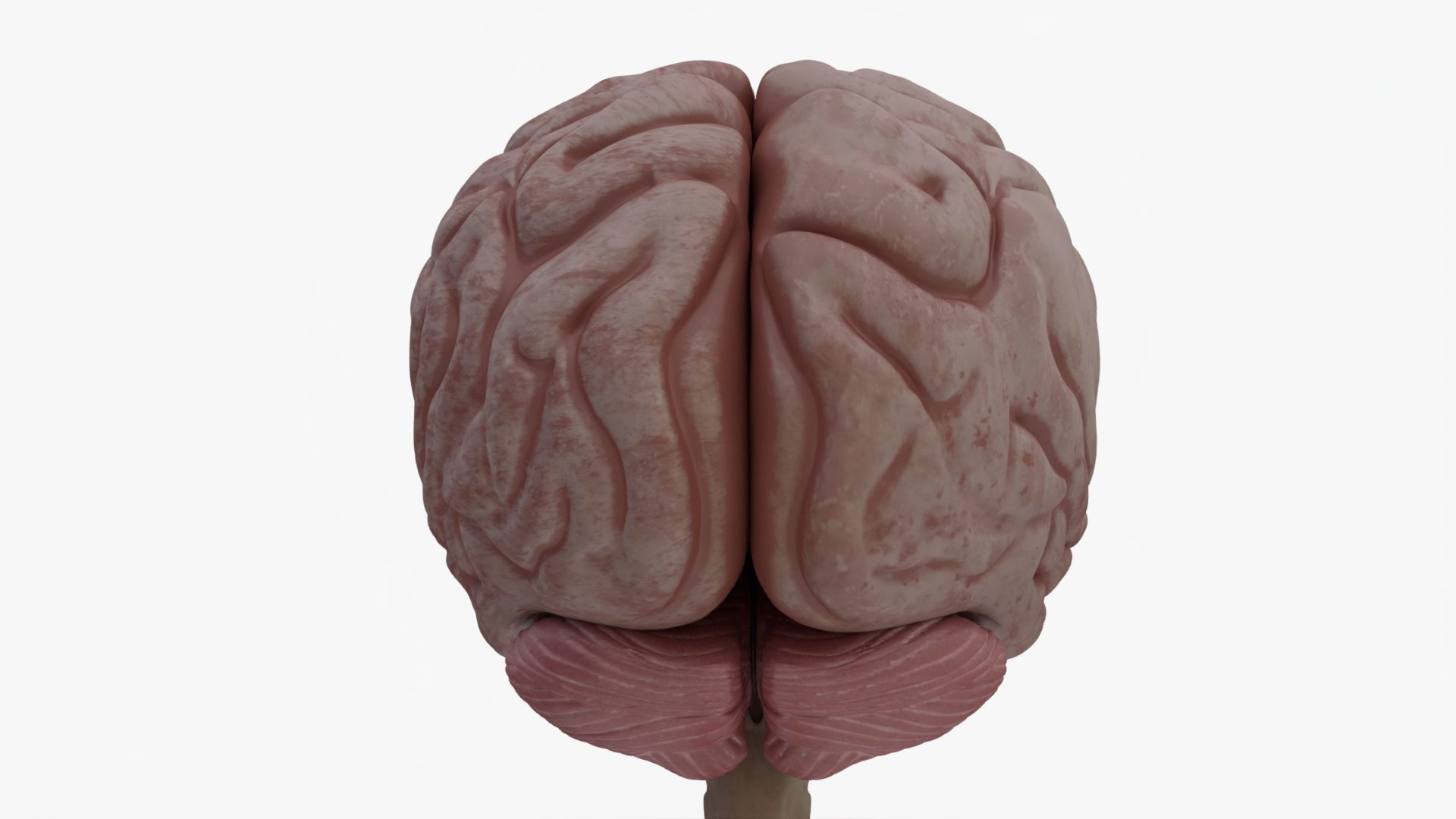 4K Realistic Brain 3D Model - TurboSquid 2099700