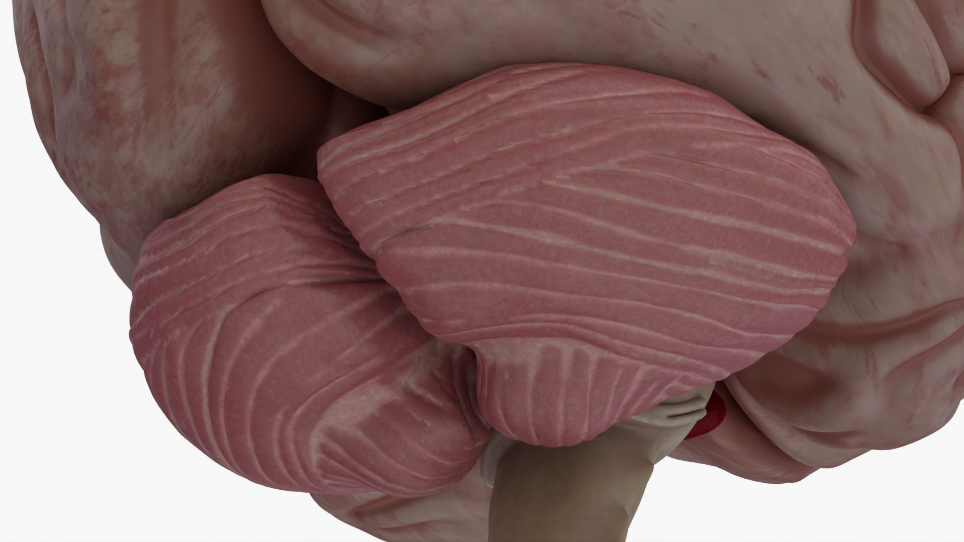 4K Realistic Brain 3D Model - TurboSquid 2099700