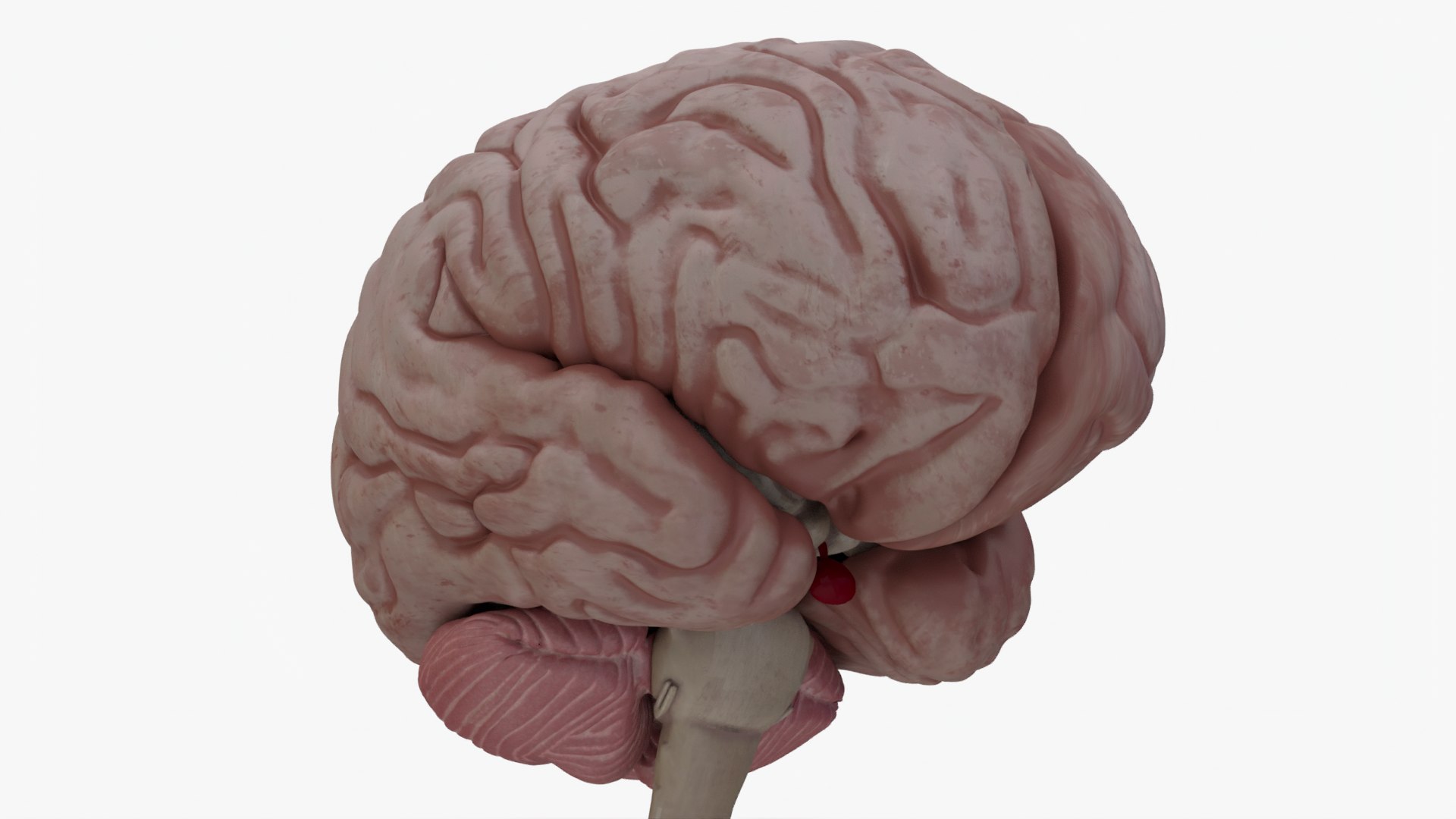 4K Realistic Brain 3D Model - TurboSquid 2099700