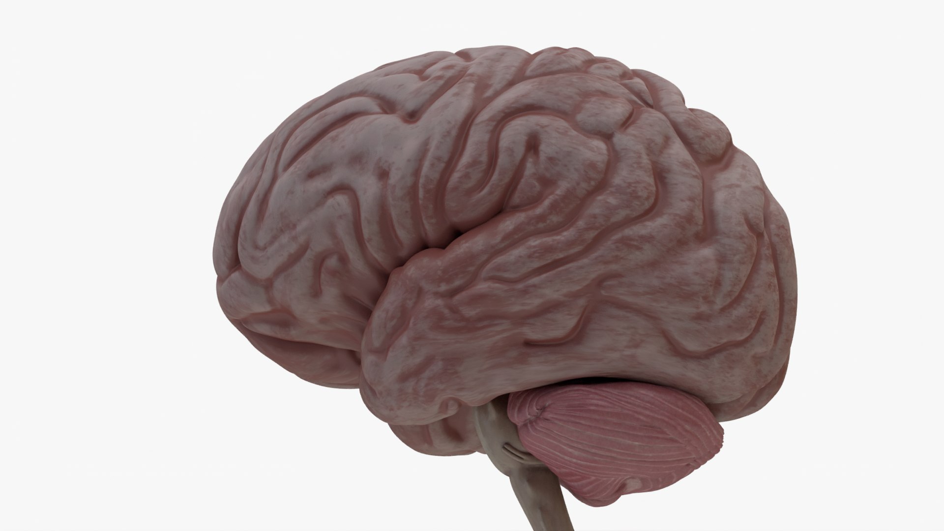 4K Realistic Brain 3D Model - TurboSquid 2099700