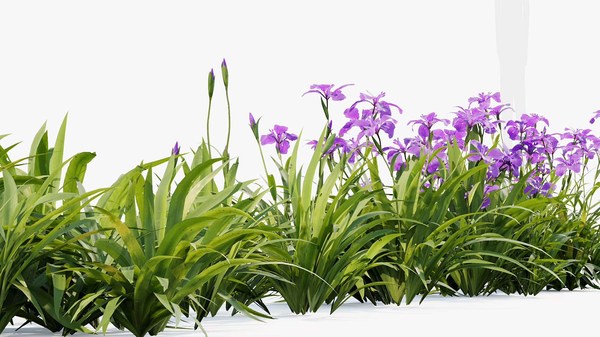Iris Tectorum Japanese Roof Iris 3D Model - TurboSquid 2060063