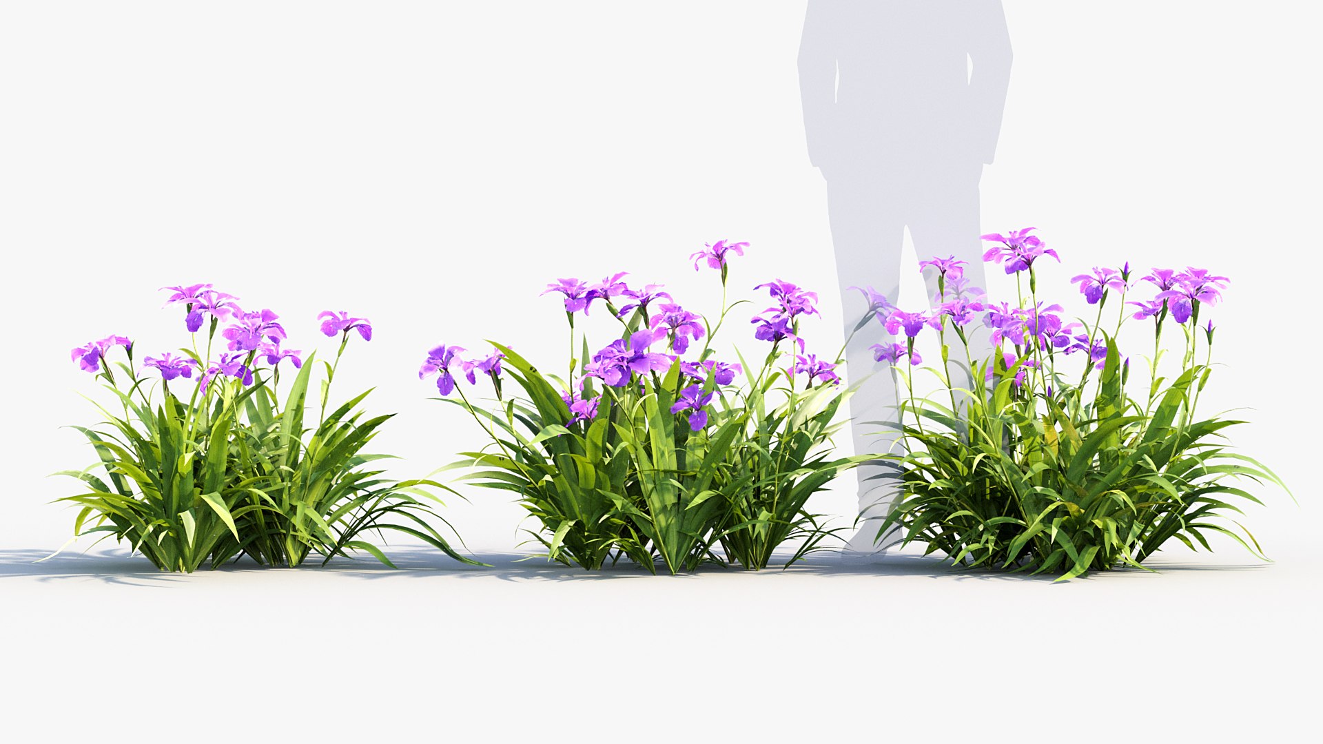 Iris Tectorum Japanese Roof Iris 3D Model - TurboSquid 2060063