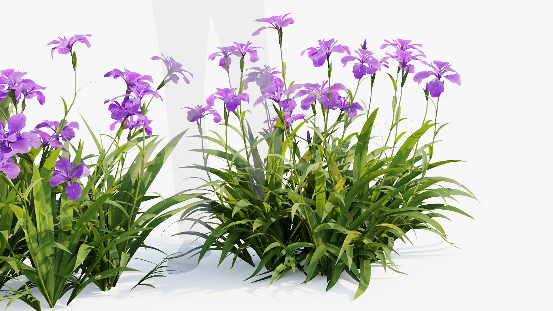 Iris Tectorum Japanese Roof Iris 3D Model - TurboSquid 2060063